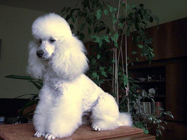 Francuske patuljaste i toy pudlice