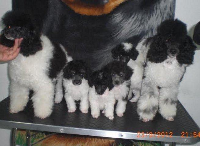 Francuske patuljaste i toy pudlice