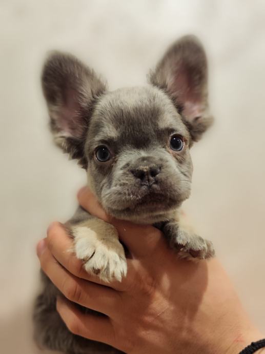Francuski buldog lilac tan (fluffy i nosioci)
