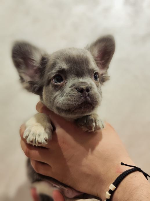 Francuski buldog lilac tan (fluffy i nosioci)