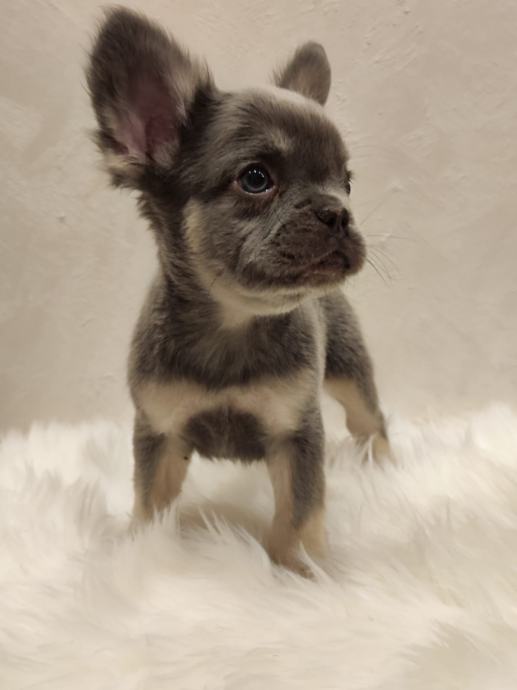 Francuski buldog lilac tan (fluffy i nosioci)