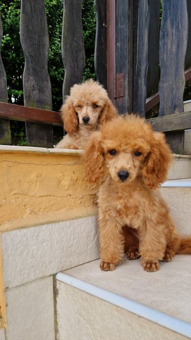 Pudla štenci apricot