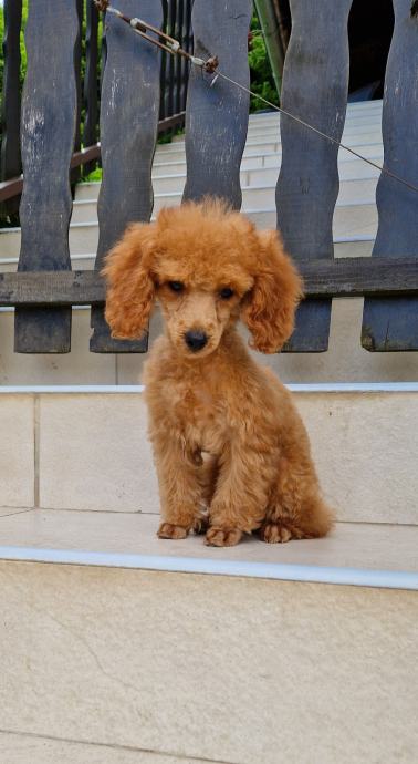 Pudla štenci apricot