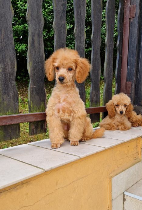 Pudla štenci apricot