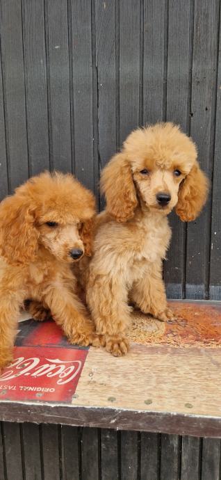 Pudla štenci apricot