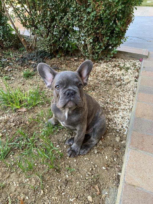 FRANCUSKI BULDOG ŠTENE BLUE BRINDLE-PLAVI 3MJ ČIPIRAN! ČISTOKRVAN!ZGVŽ