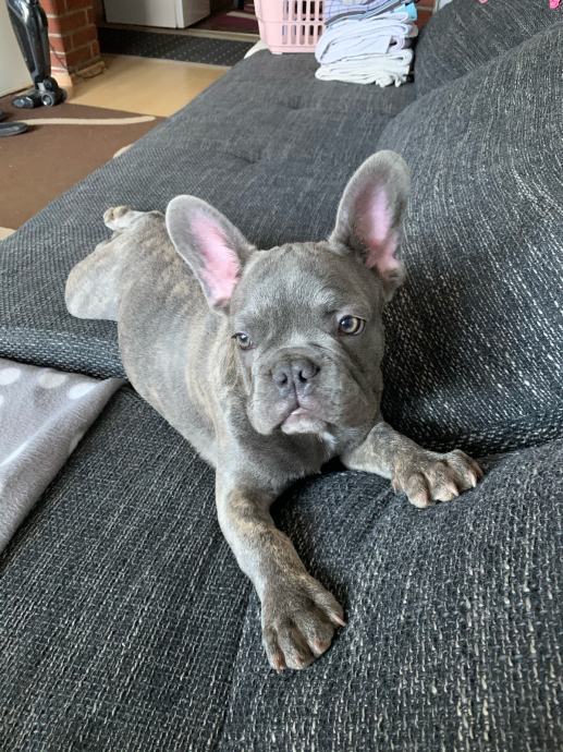 FRANCUSKI BULDOG ŠTENE BLUE BRINDLE-PLAVI 3MJ ČIPIRAN! ČISTOKRVAN!ZGVŽ
