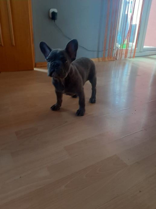 FRANCUSKI BULDOG ŠTENE BLUE BRINDLE-PLAVI 3MJ ČIPIRAN! ČISTOKRVAN!ZGVŽ