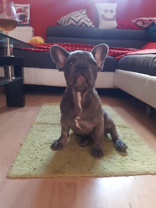 FRANCUSKI BULDOG ŠTENE BLUE BRINDLE-PLAVI 3MJ ČIPIRAN! ČISTOKRVAN!ZGVŽ