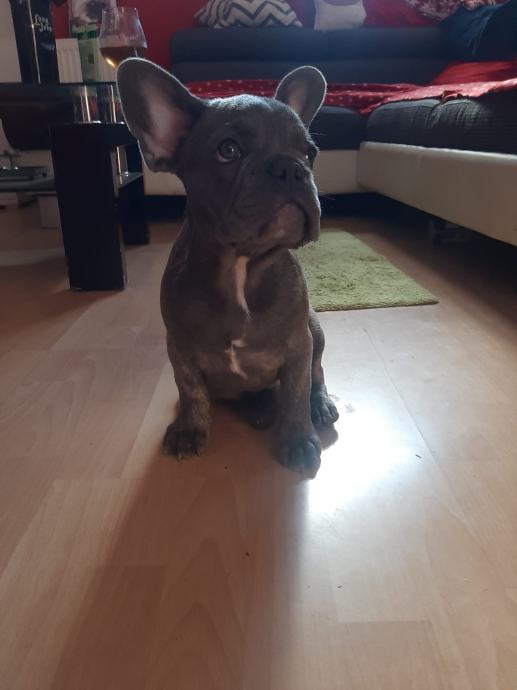 FRANCUSKI BULDOG ŠTENE BLUE BRINDLE-PLAVI 3MJ ČIPIRAN! ČISTOKRVAN!ZGVŽ
