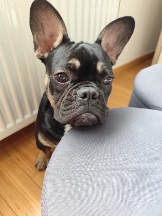 Francuski buldog štenac