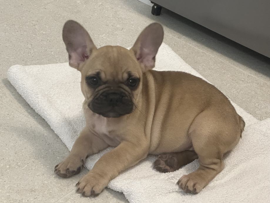 Francuski bulldog - muško štene