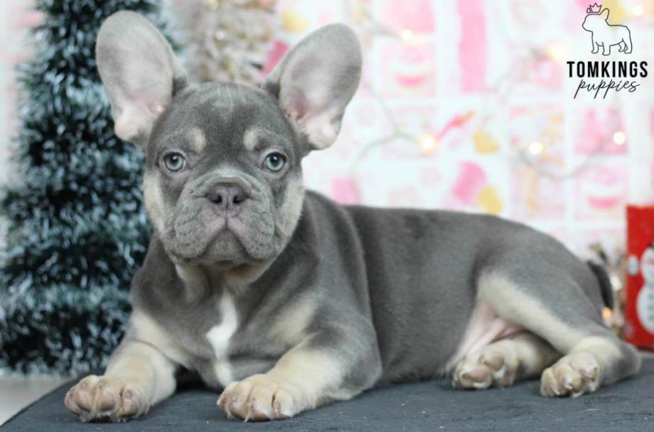Francuski bulldog plavi štenci