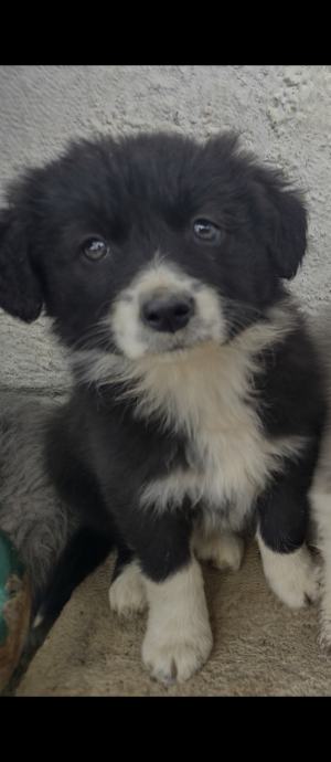 Border Collie štenci (blue merle / crno-bijeli)
