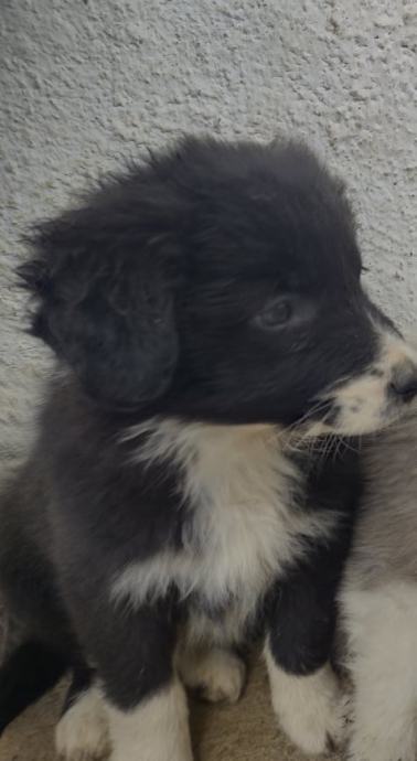 Border Collie štenci (blue merle / crno-bijeli)