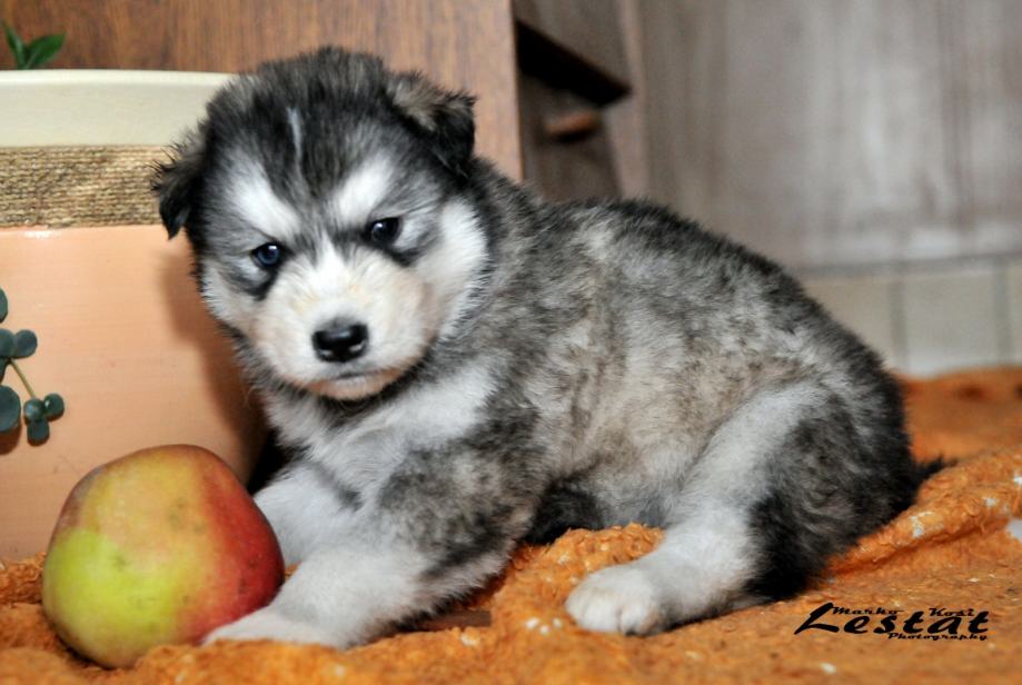 Haski / husky štenci čistokrvni