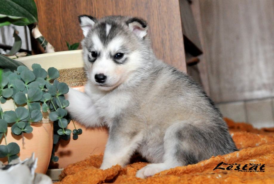 Haski / husky štenci čistokrvni