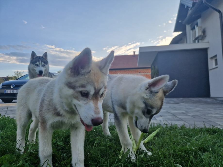 HASKI ŠTENE - kujica, aprikot boja