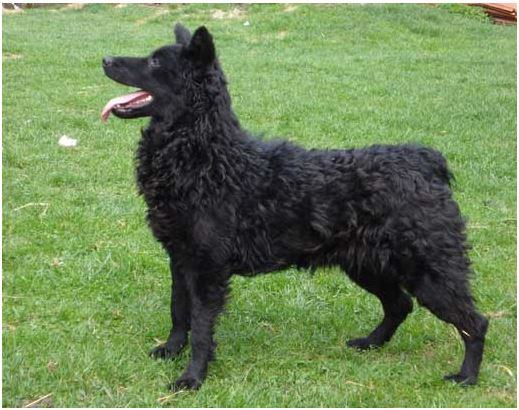 Hrvatski ovčar štenci s rodovnicima