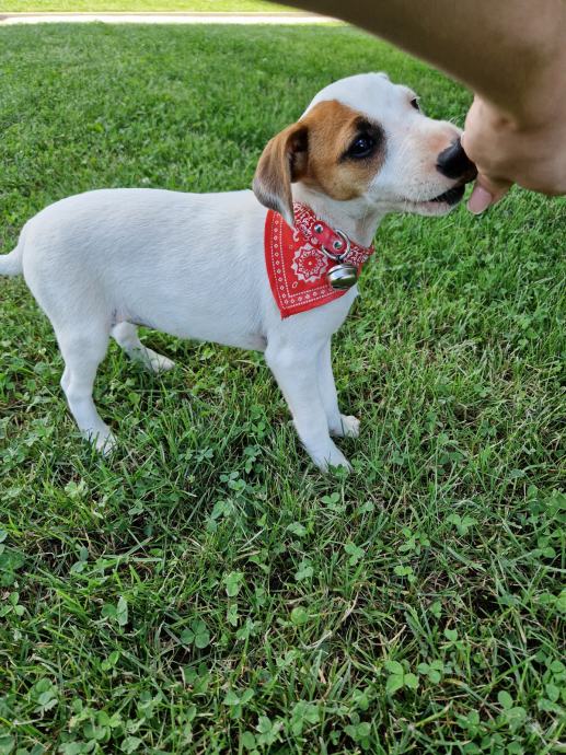 Jack Parson Russell štenci