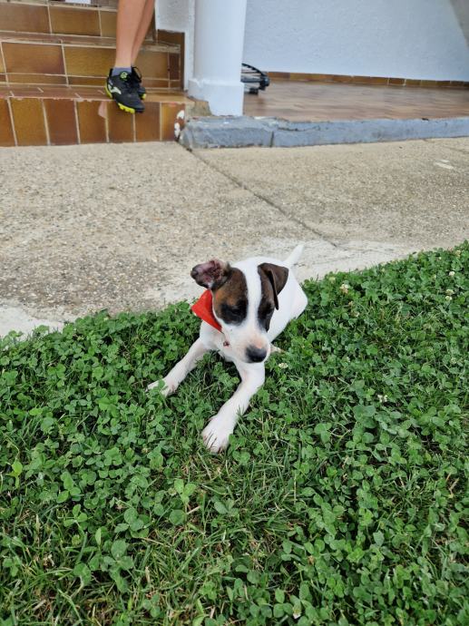 Jack Parson Russell štenci