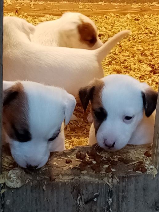 Jack Russel štenci+dostava