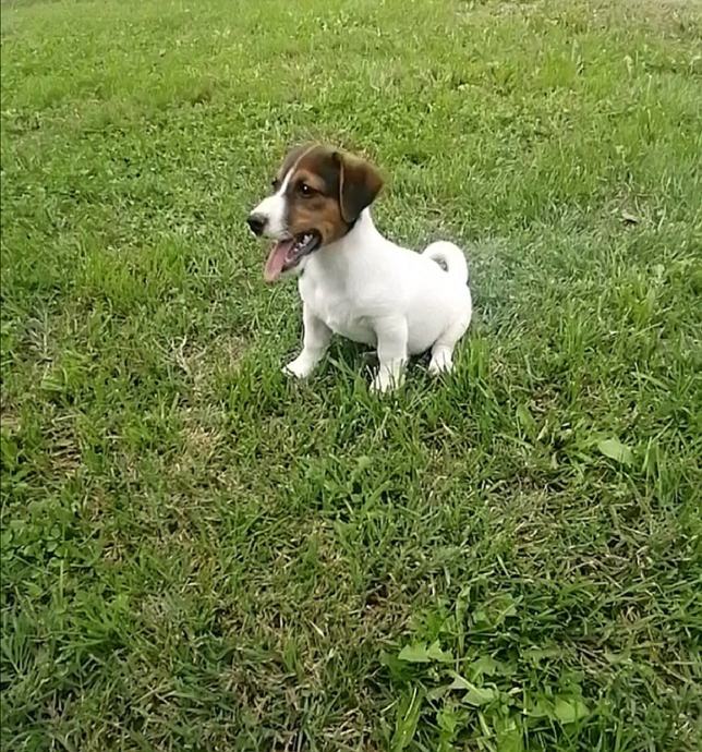 jack russel terijer