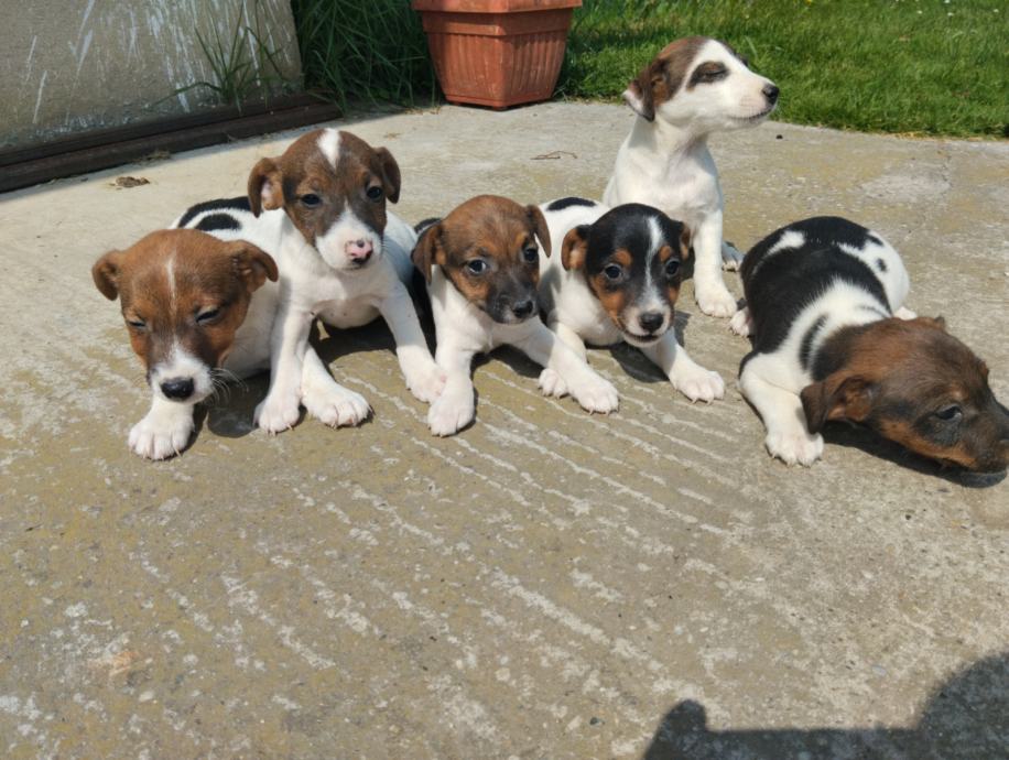 Jack Russel terijer štenci