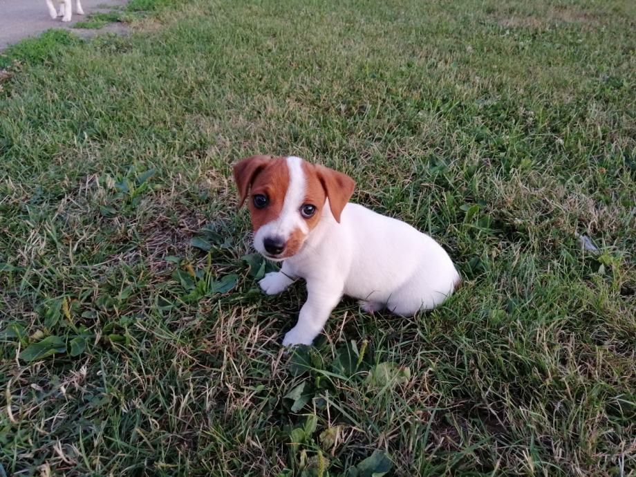 Jack Russell terijer