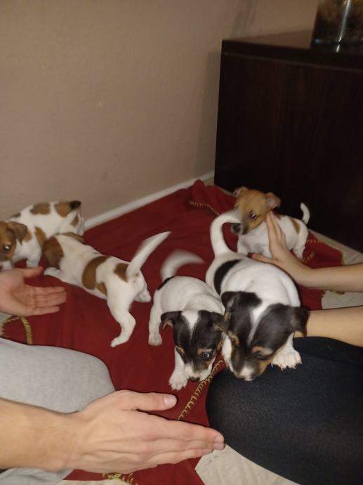 Jack Russell terijer štenci-Jack Russel