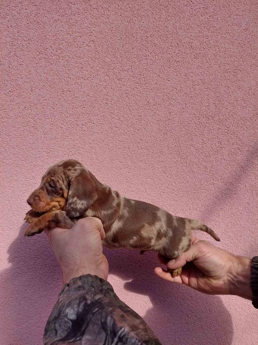 Jazavcar patuljasti choco merle