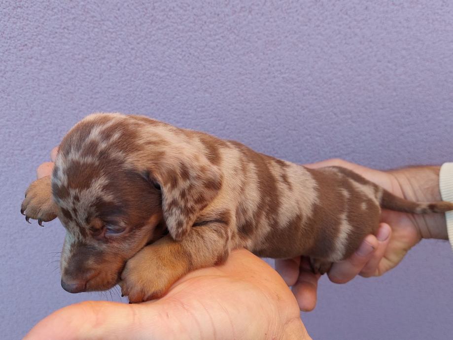 Jazavčari choco merle