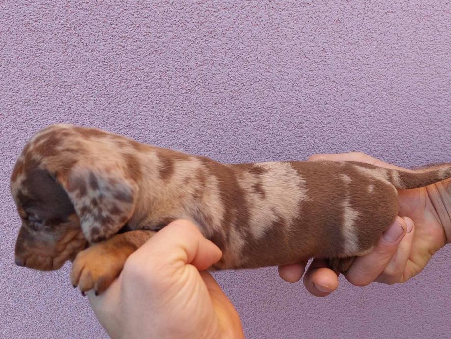 Jazavčari choco merle