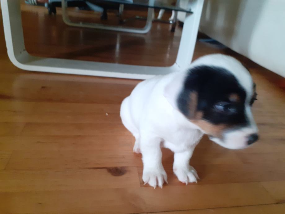 Jack Russell terijer štenci