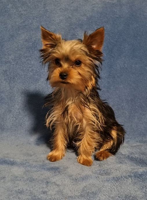Jorkširski terijer,Yorkshire terrier,Yorki, Jorki- ženkica