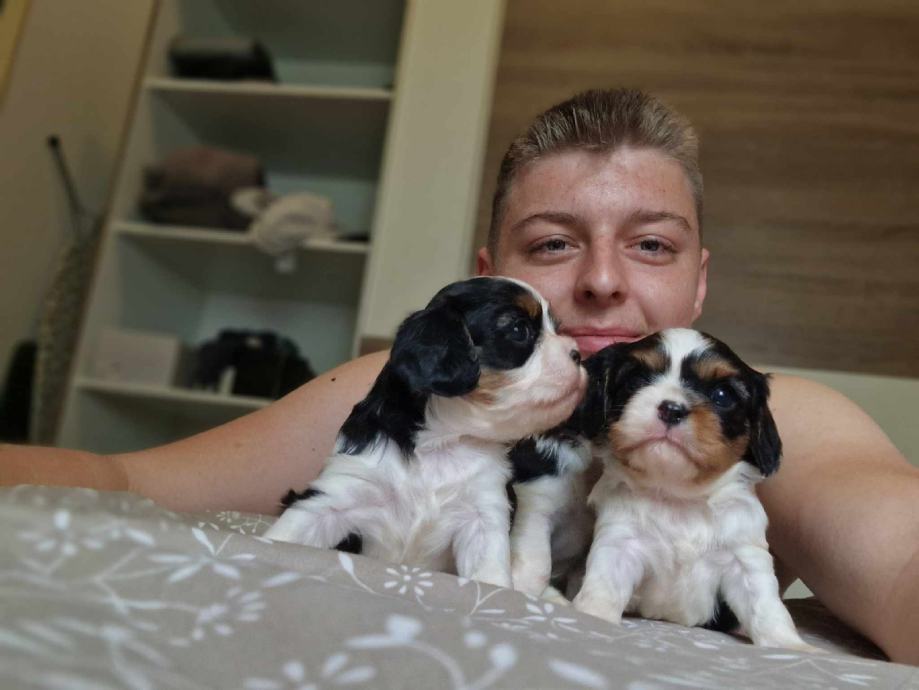 Kavalir King Charles spaniel