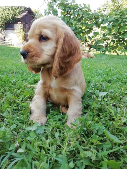 Koker spanijel stenci