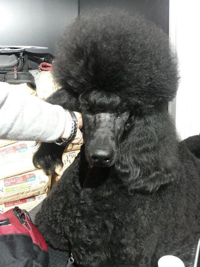 Velike (kraljevske, standard) pudle crne