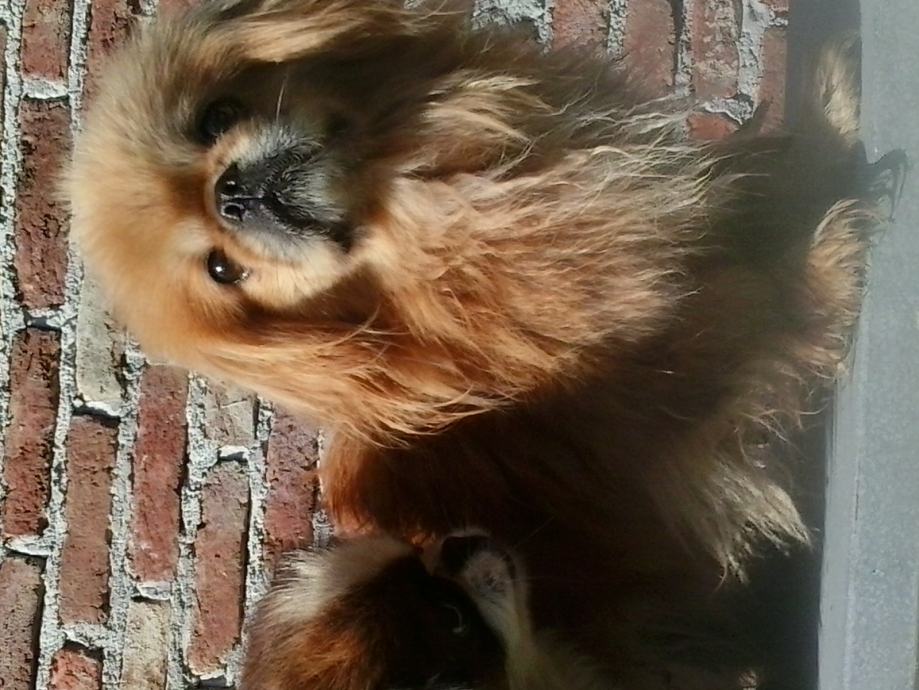 kraljevski pekinezer za parenje