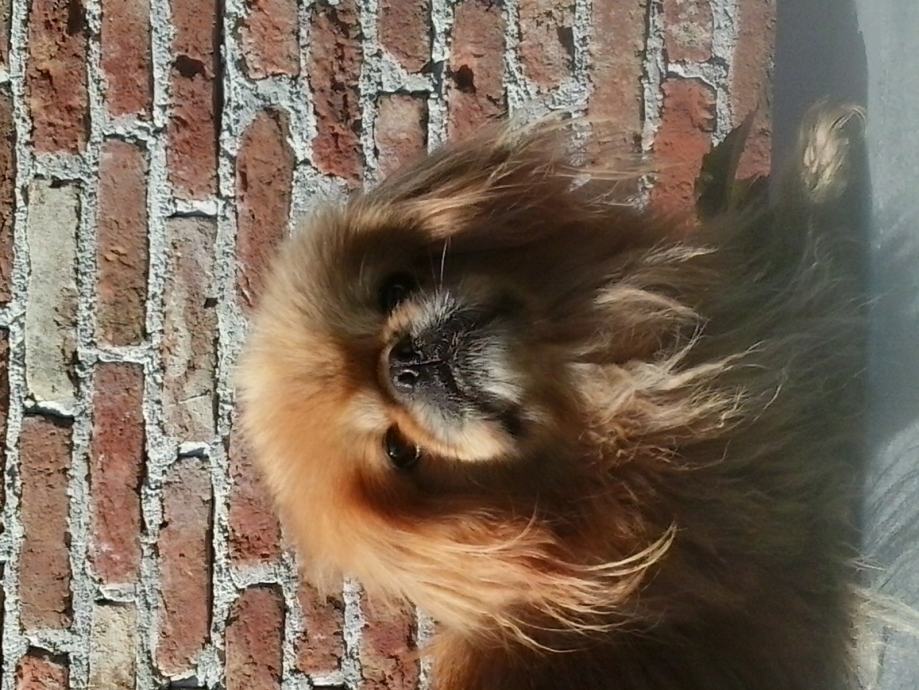 kraljevski pekinezer za parenje