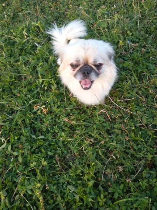 kraljevski pekinezer štenci