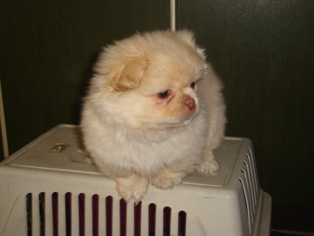 kraljevski pekinezer štene