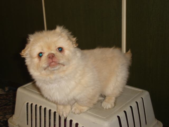 kraljevski pekinezer štene