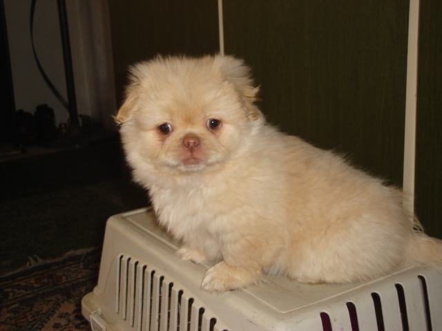 kraljevski pekinezer štene