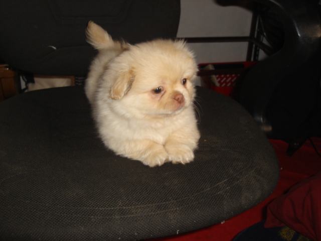 kraljevski pekinezer štene