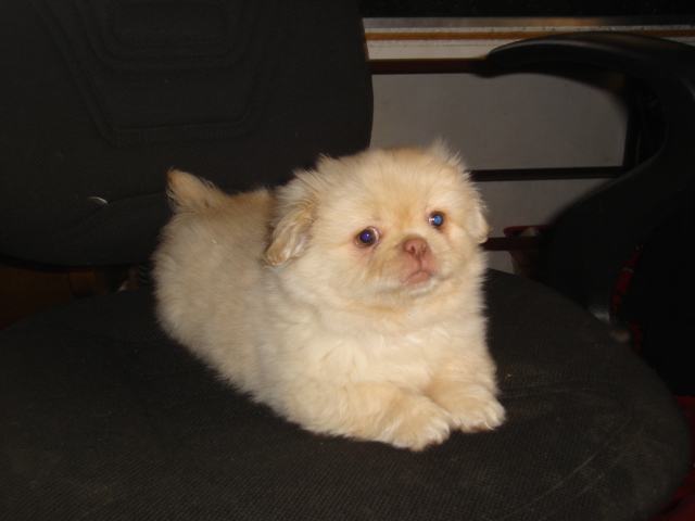 kraljevski pekinezer štene