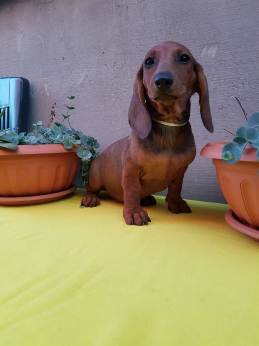 kratkodlaki jazavčari standard