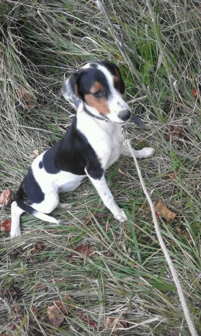 Kujica 6 mj trobojac /seter mješanka