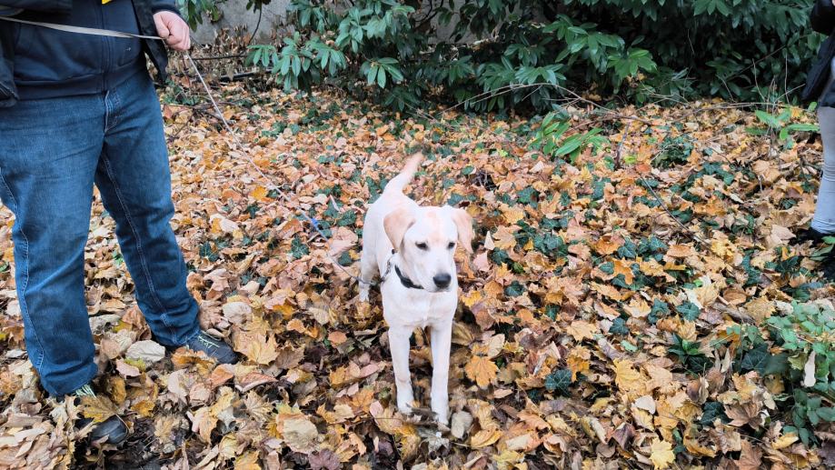 Labrador 7 mjeseci..