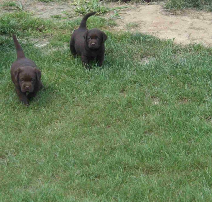 Labrador čokoladni , crni i žuti štenci